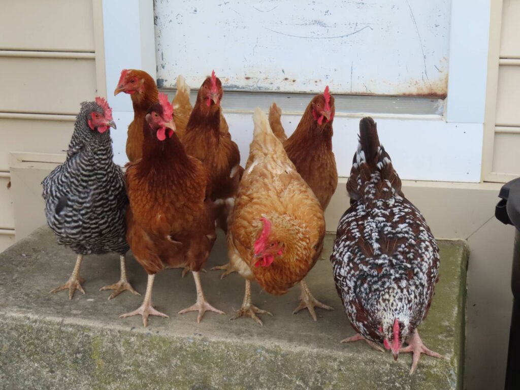 Best Chicken Breeds for Beginners - Backyard Poultry